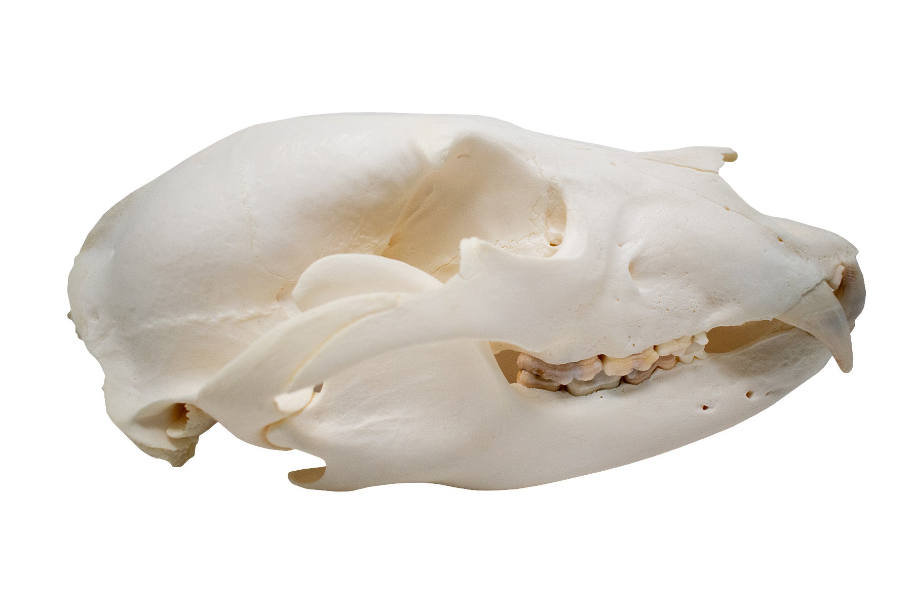 black bear skull #1