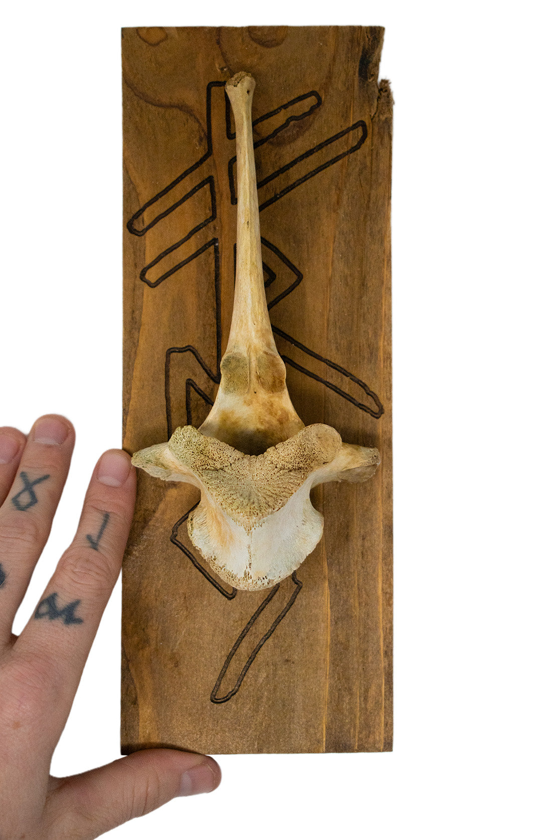 freya bindrune elk vertebra wall hanger