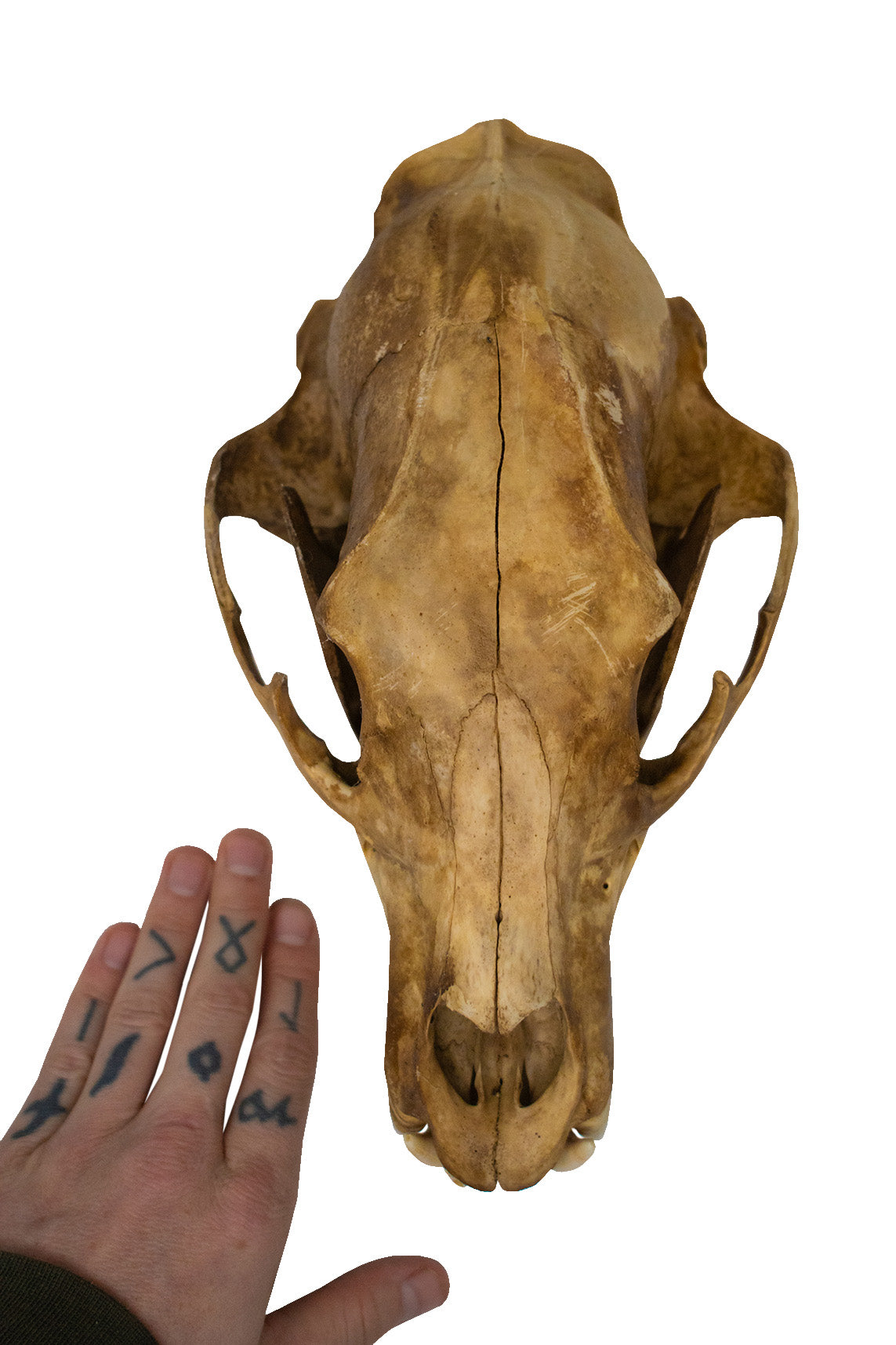 decrepit black bear skull #1