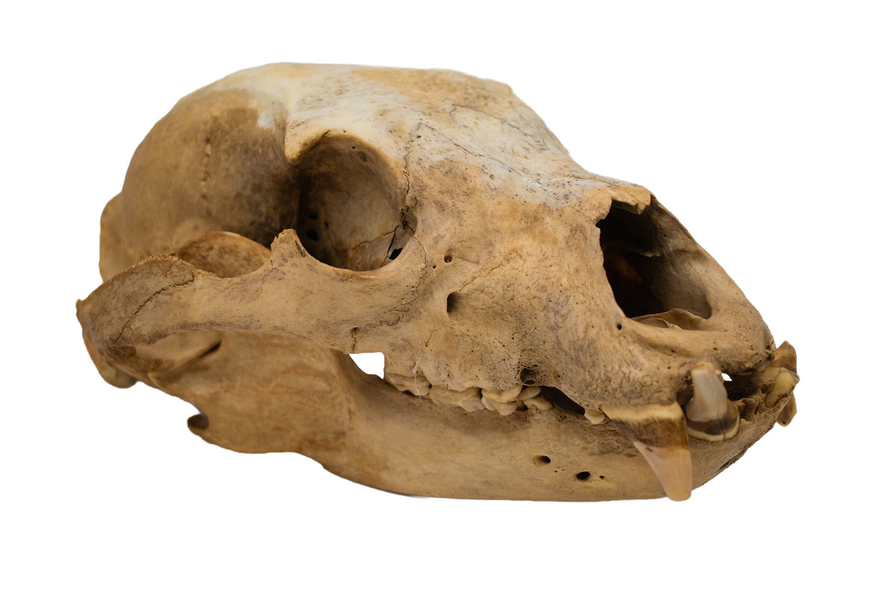 decrepit black bear skull #3