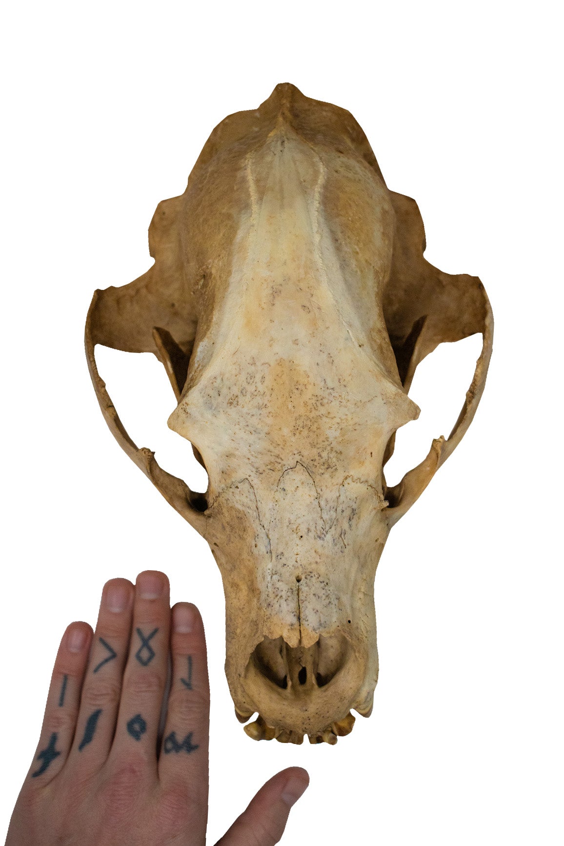 decrepit black bear skull #3